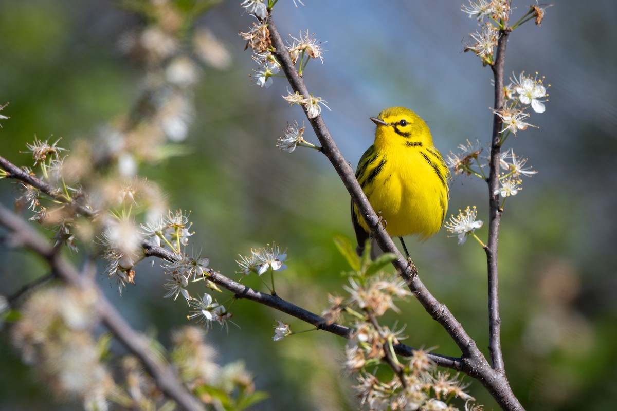 eBird Checklist - 12 Apr 2025 - Turkey Run Park* general (use more ...