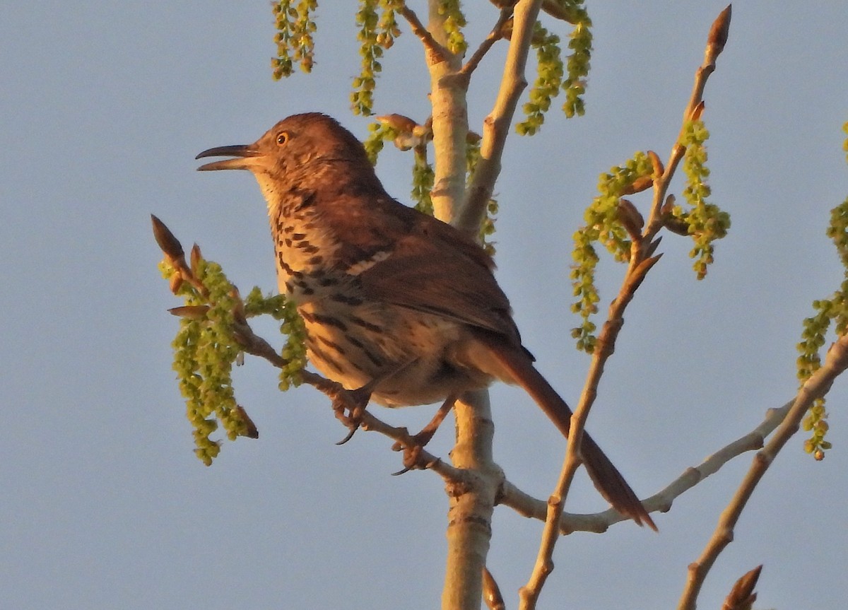 eBird Checklist - 12 Apr 2025 - Waneka Lake/Greenlee Preserve - 28 ...