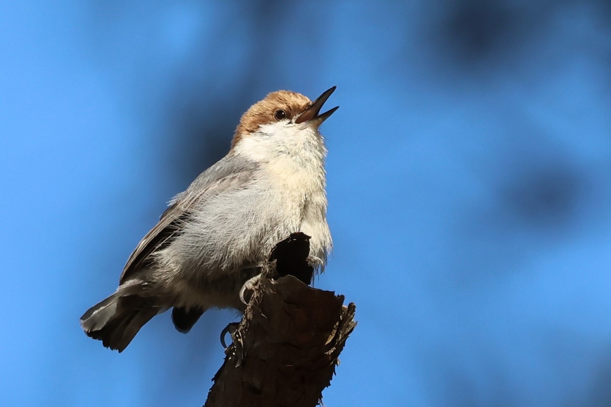 eBird Checklist - 12 Apr 2025 - H.W. Cox Park - 6 species