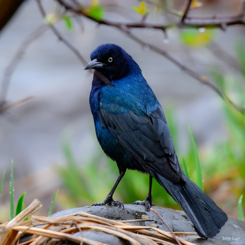 eBird Checklist - 12 Apr 2025 - Prospect Park - 26 species