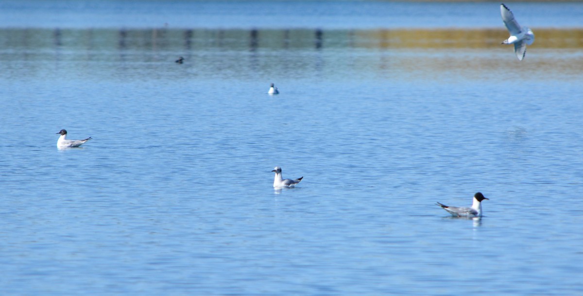 eBird Checklist - 12 Apr 2025 - General Motors Technical Center ...