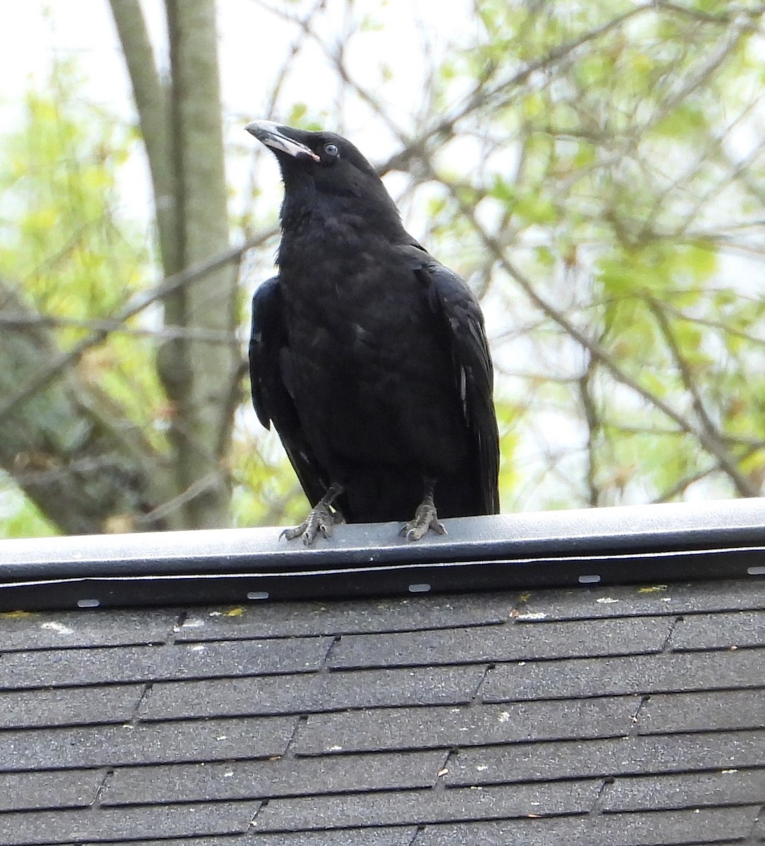eBird Checklist - 12 Apr 2025 - Willcoxson Park Raven nest site - 14 ...