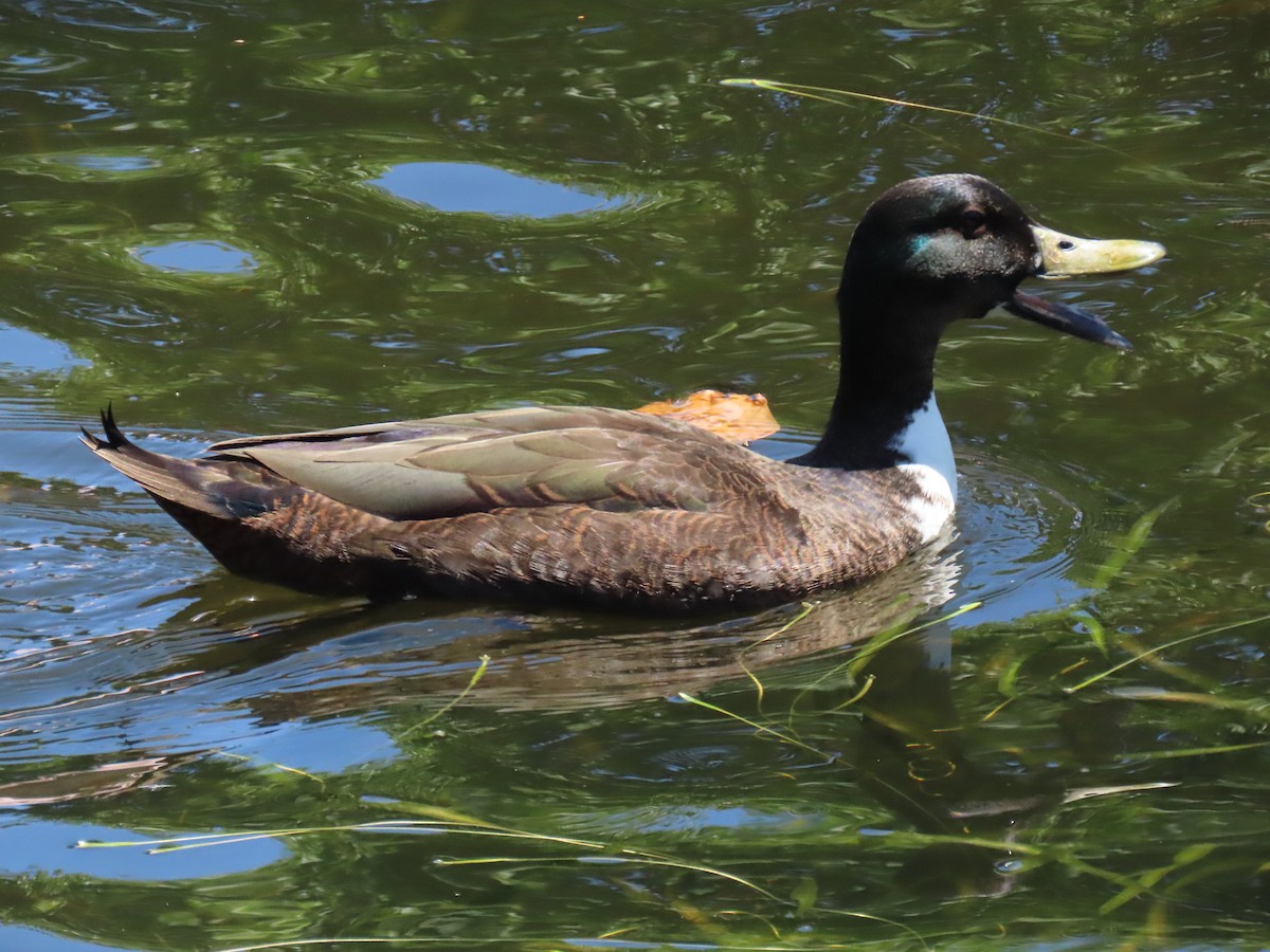 eBird Checklist - 12 Apr 2025 - Lake Ida Park - 23 species