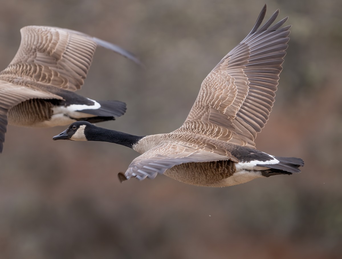 eBird Checklist - 12 Apr 2025 - Musquash Marsh - 10 species