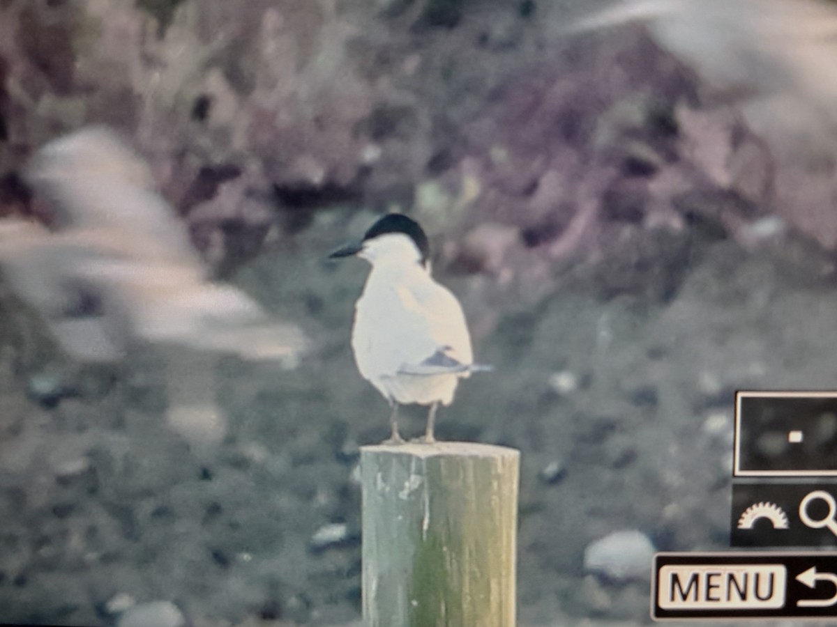 eBird Checklist - 12 Apr 2025 - Piako Wader Roost (& adjacent paddocks ...