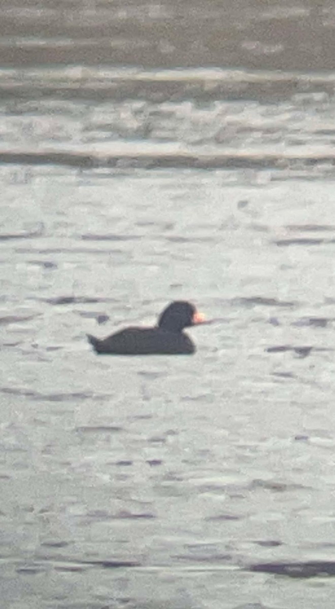 eBird Checklist - 12 Apr 2025 - Adam T. Bower Memorial Dam ...