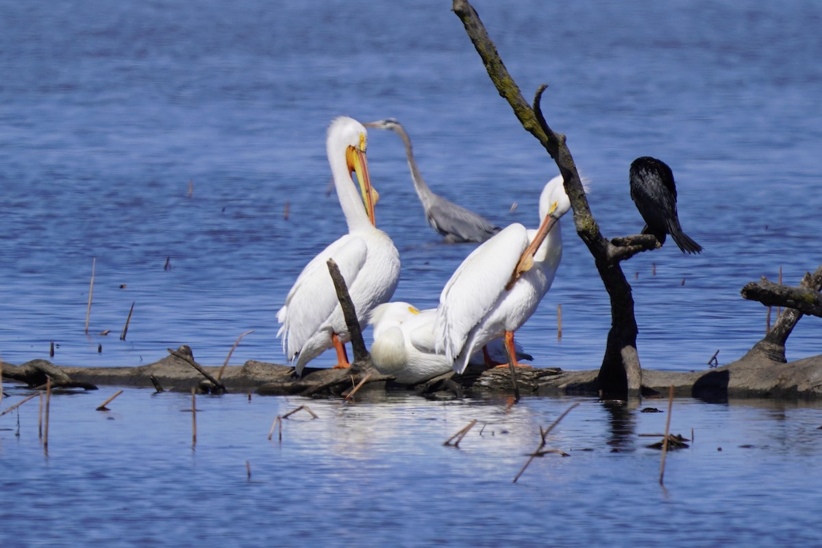 eBird Checklist - 12 Apr 2025 - East Sandusky Bay MetroPark--Eagle ...