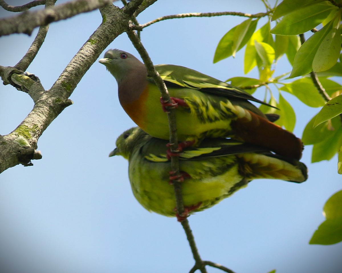 eBird Checklist - 25 Jan 2025 - Taman Alam Kuala Selangor - 38 species (+1 other taxa)
