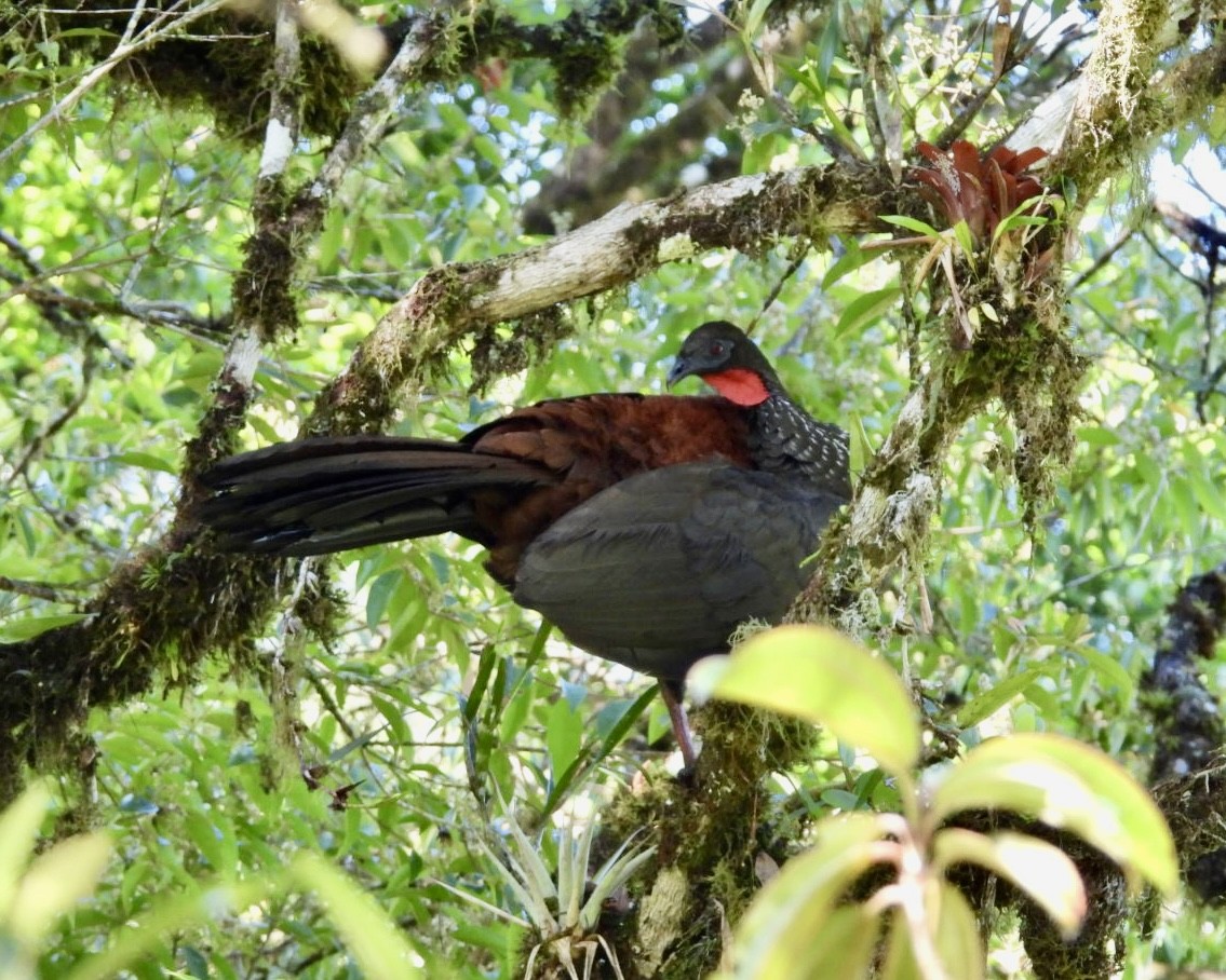 eBird Checklist - 12 Apr 2025 - Wilson Botanical Garden (OTS Las Cruces ...