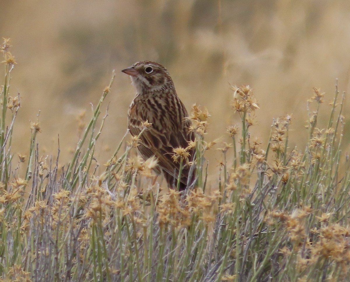 eBird Checklist - 12 Apr 2025 - Alamosa NWR—Bluff Overlook - 15 species