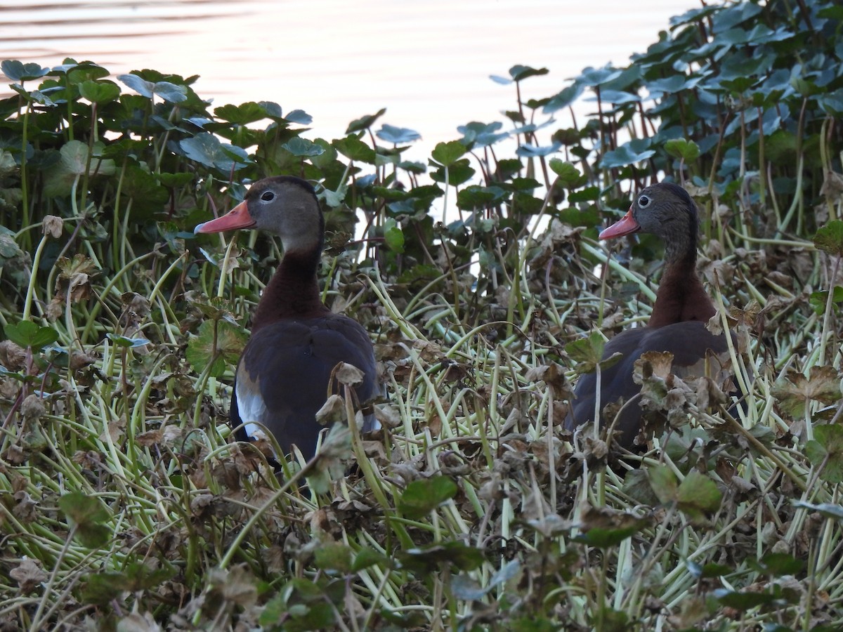 eBird Checklist - 12 Apr 2025 - Phinizy Swamp Nature Park - 35 species