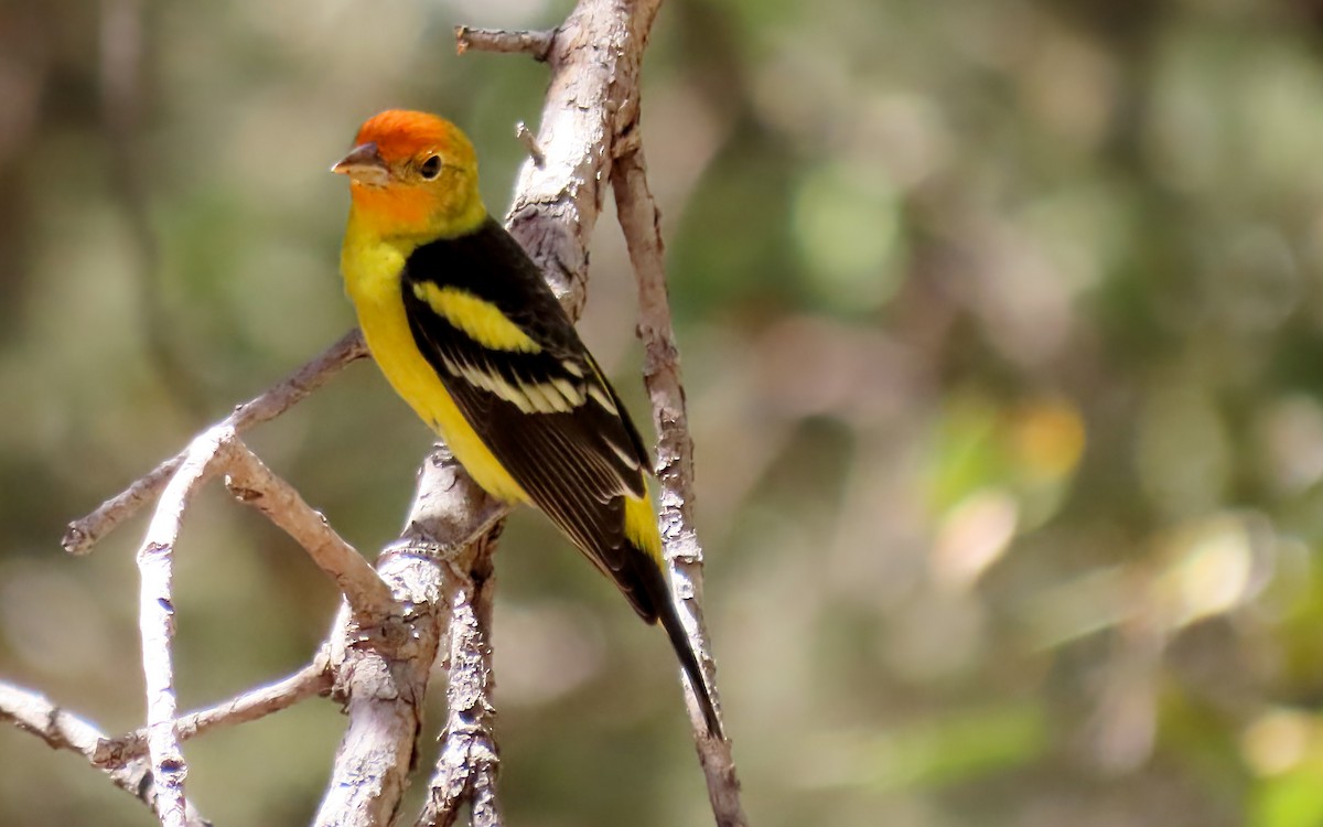 ML633636035 - Western Tanager - Macaulay Library
