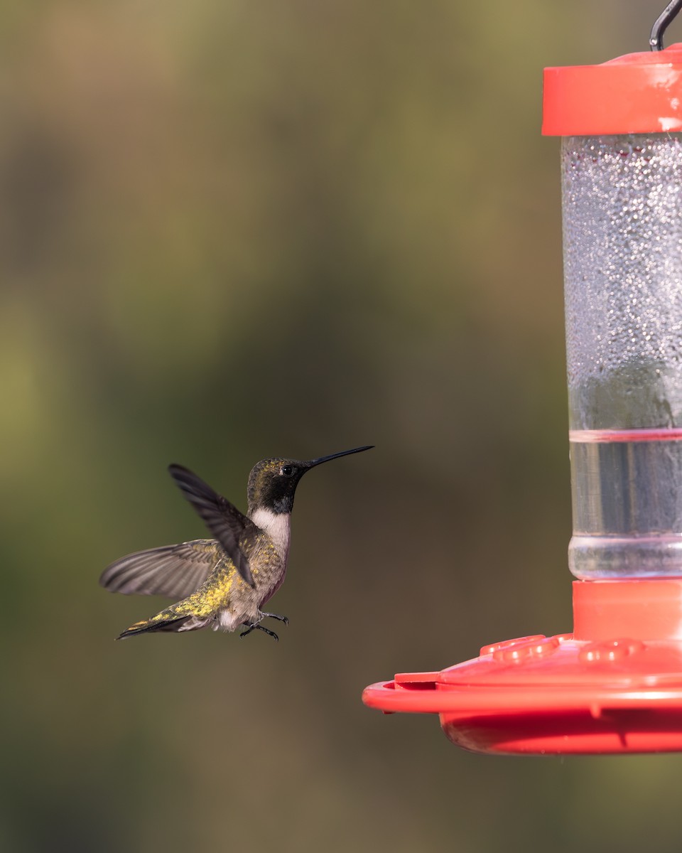 eBird Checklist - 12 Apr 2025 - I-20 Pond/Jenna Welch Nature Ctr. (FWTX ...