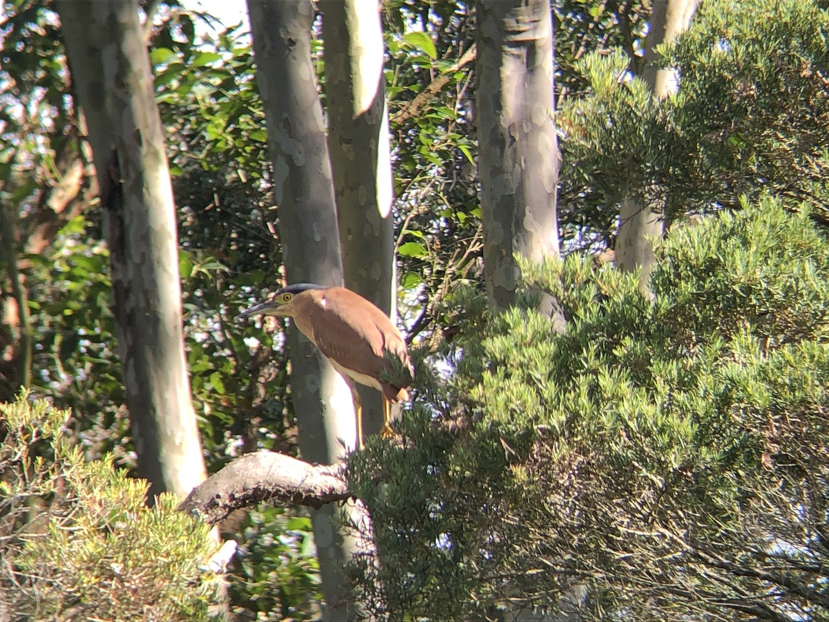 eBird Checklist - 13 Apr 2025 - Hunter Wetlands Centre (Newcastle) - 35 ...