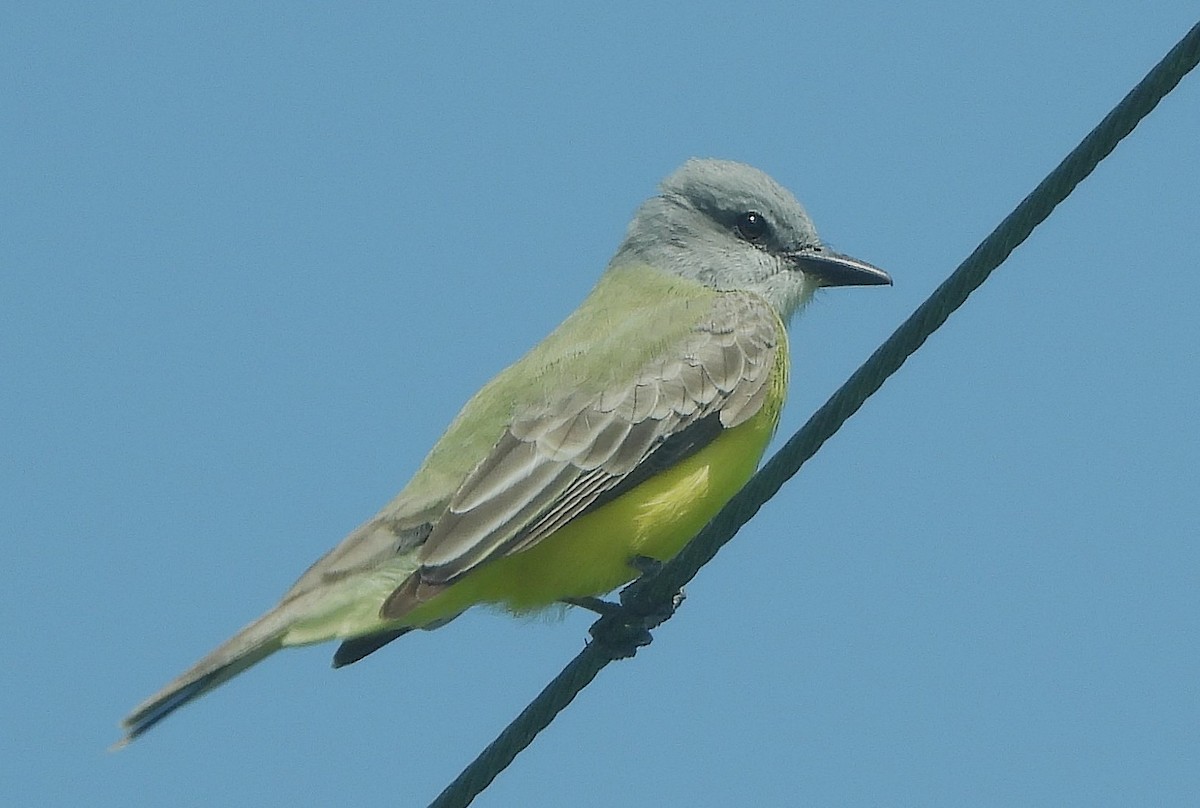 eBird Checklist - 12 Apr 2025 - Galveston--Settegast Rd. (UTC 067) - 4 ...