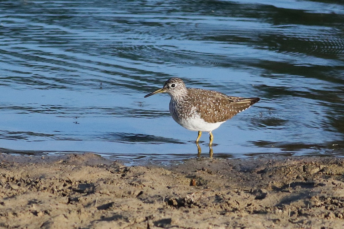 eBird Checklist - 12 Apr 2025 - Robertson Co.--Jack Rabbit Ln. - 51 species