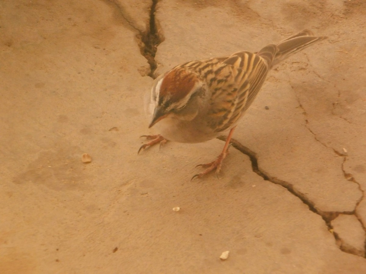 eBird Checklist - 13 Apr 2025 - My backyard - 5 species