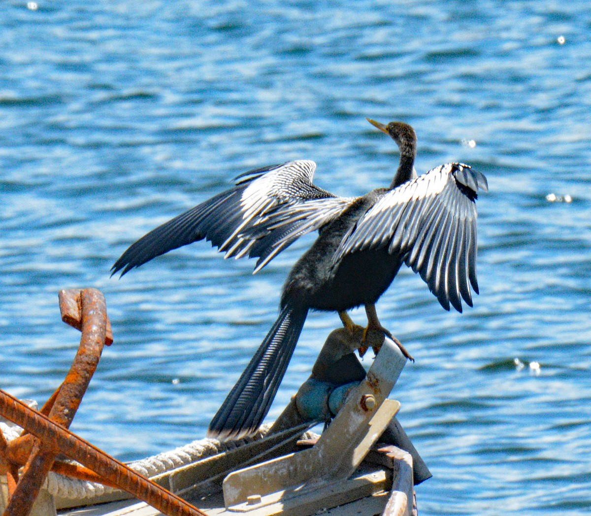 eBird Checklist - 31 Mar 2025 - Tiki Resturant, Playa Larga Mar 31 ...