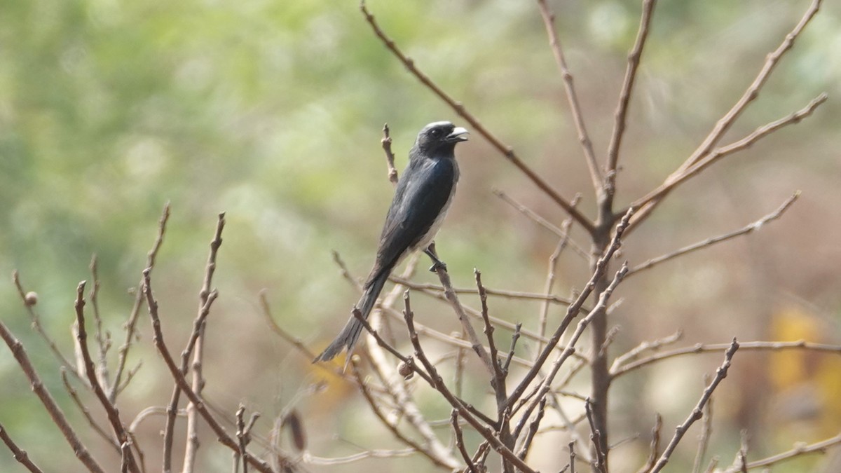 eBird Checklist - 12 Apr 2025 - Sanjay Gandhi NP--Tiku Ji Ni Wadi - 10 ...