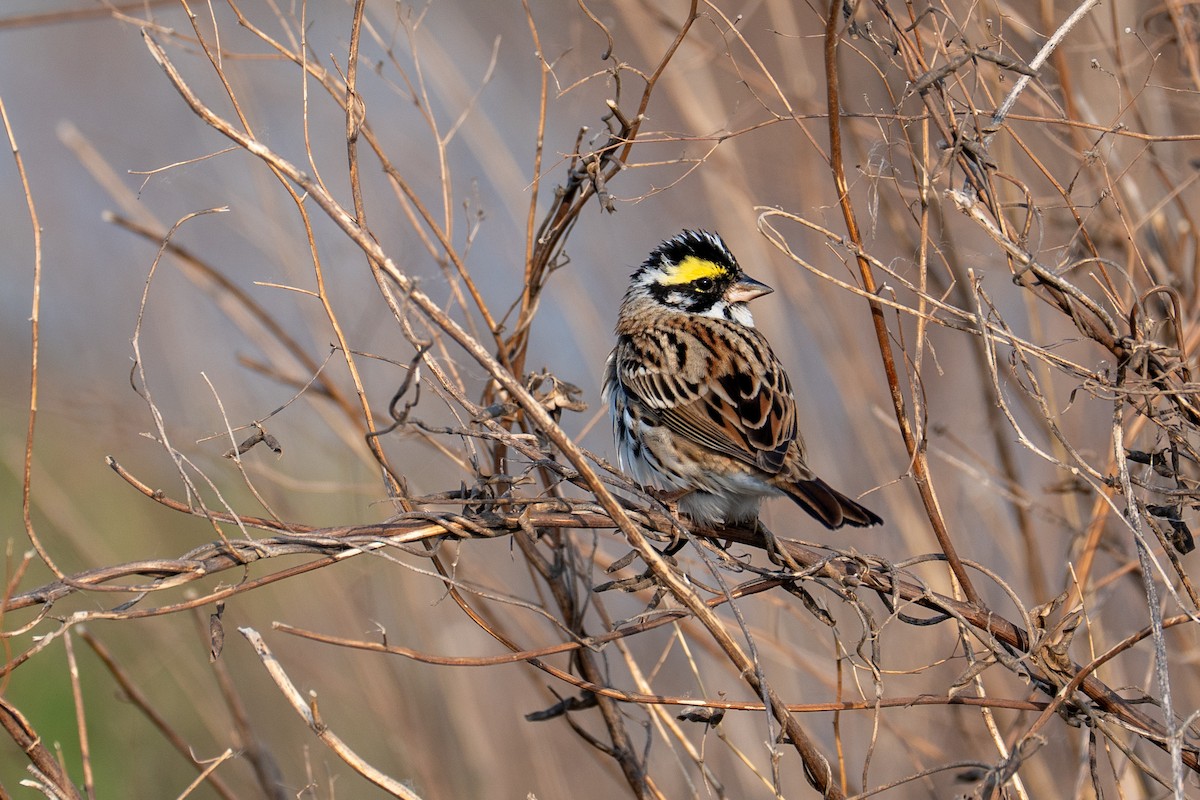 ML633659866 - Yellow-browed Bunting - Macaulay Library