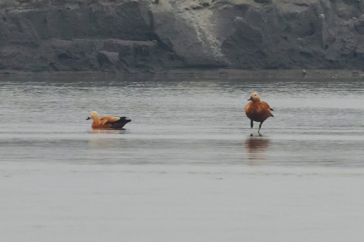eBird Checklist - 26 Feb 2025 - Koshi Tappu Wildlife Reserve ...