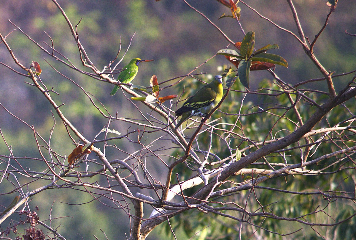 eBird Checklist - 13 Apr 2025 - Shri Siddhanath Temple, Borim - 25 species