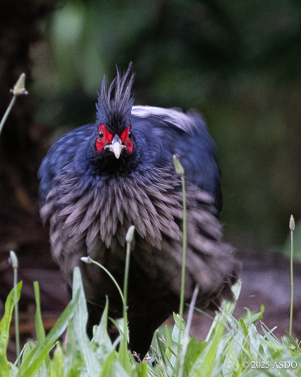 eBird Checklist - 12 Apr 2025 - Peacock Flats Campground - 1 species