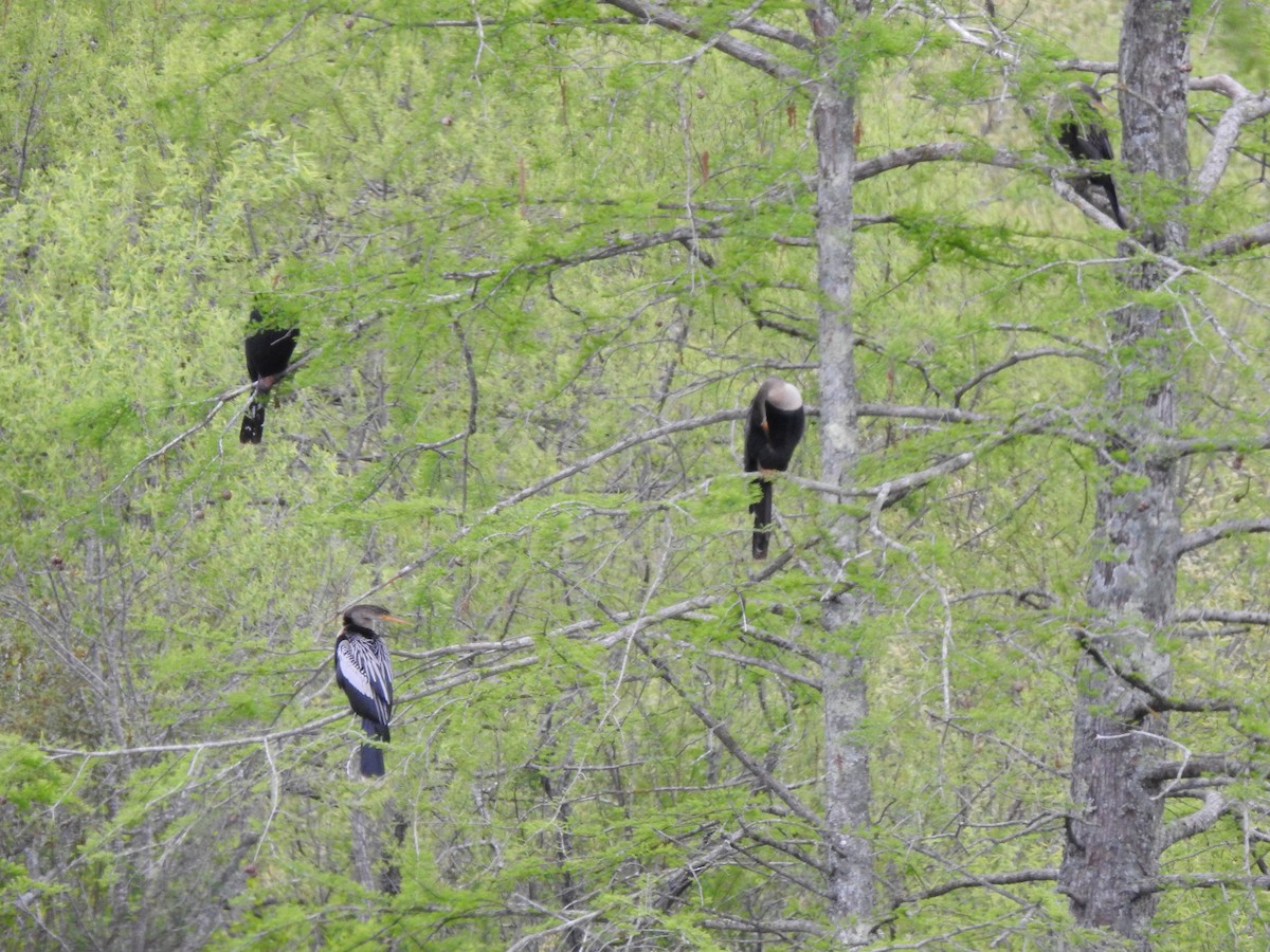 eBird Checklist - 13 Apr 2025 - Stumpy Lake Natural Area - 28 species