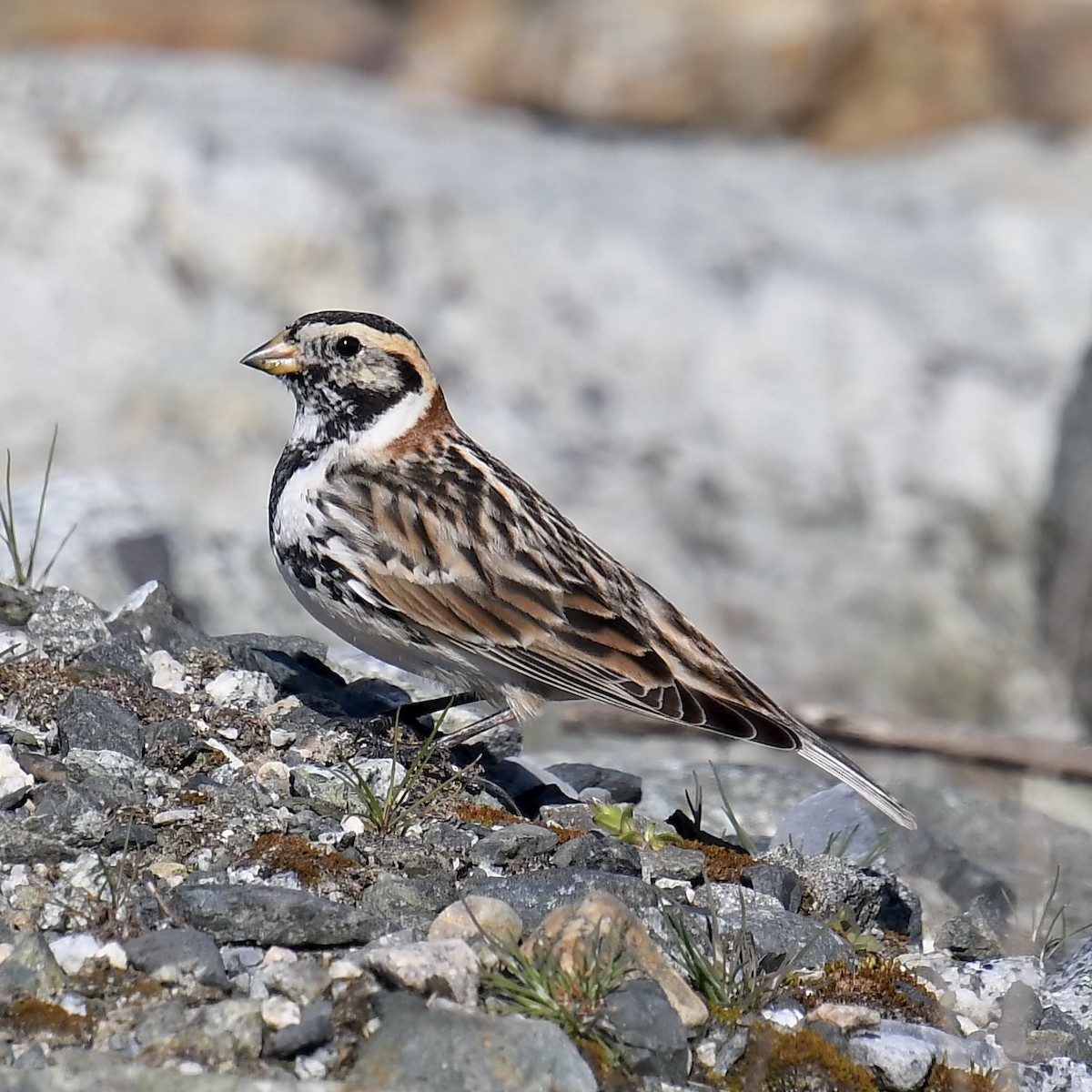 eBird Checklist - 13 Apr 2025 - Iona Island--South Jetty - 1 species