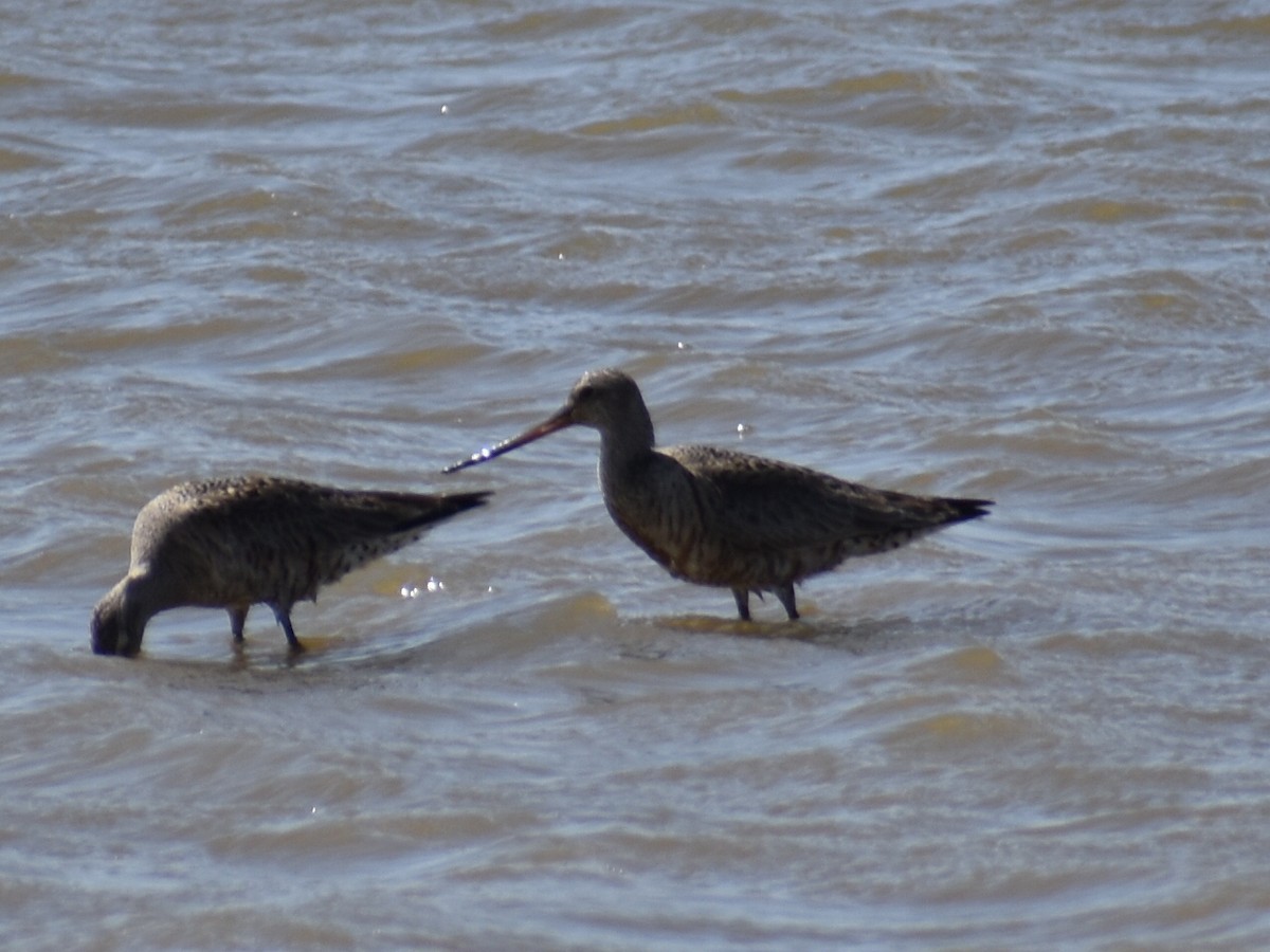 eBird Checklist - 13 Apr 2025 - Hagerman NWR - 18 species