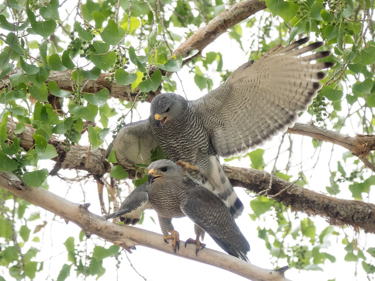 ML633681647 - Gray Hawk - Macaulay Library