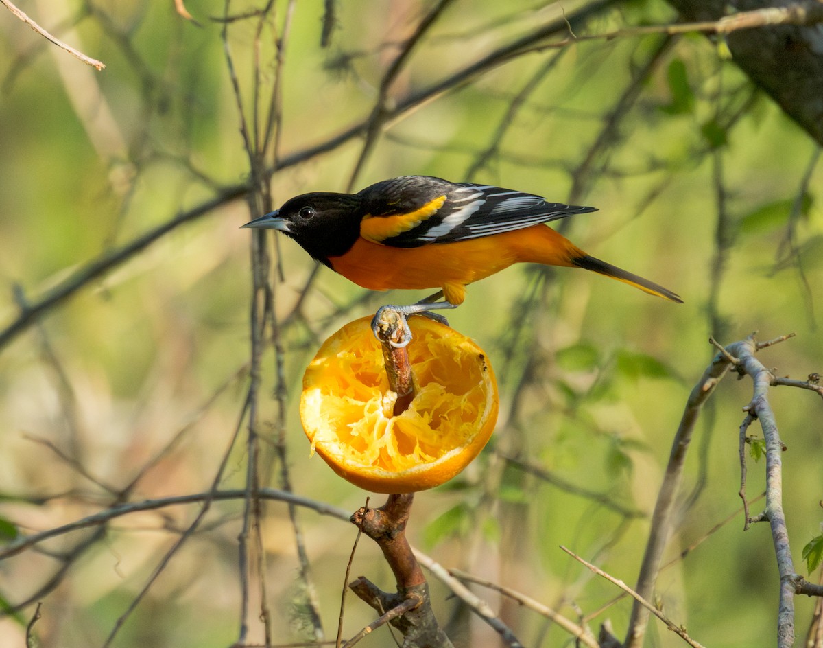 eBird Checklist - 13 Apr 2025 - Quintana Neotropical Bird Sanctuary ...