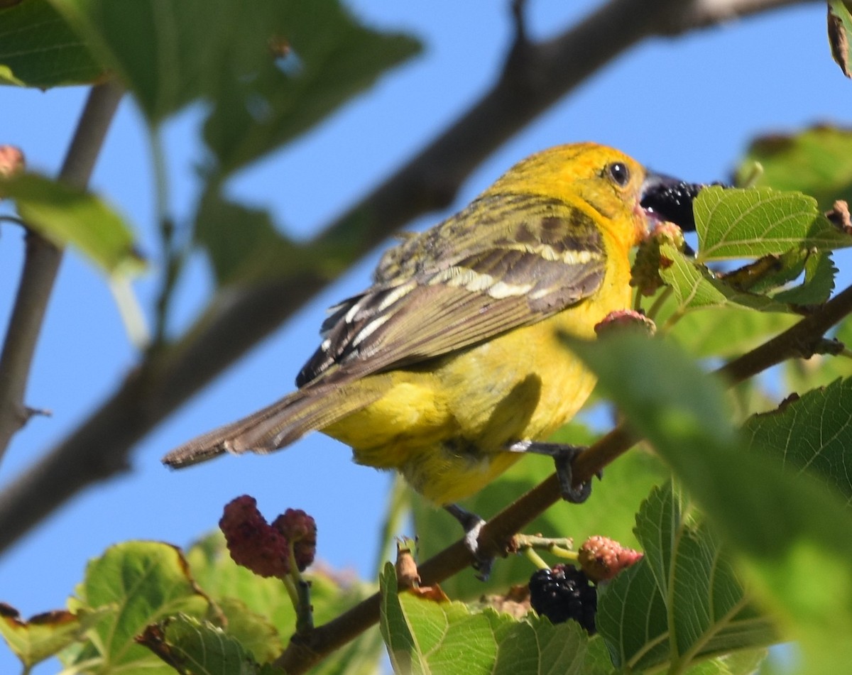 eBird Checklist - 13 Apr 2025 - South Padre Is.--Birding and Nature ...