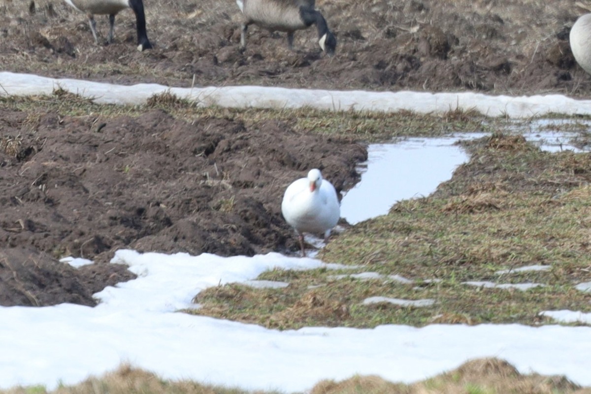eBird Checklist - 13 Apr 2025 - 4467 Government Road, Desbarats ...