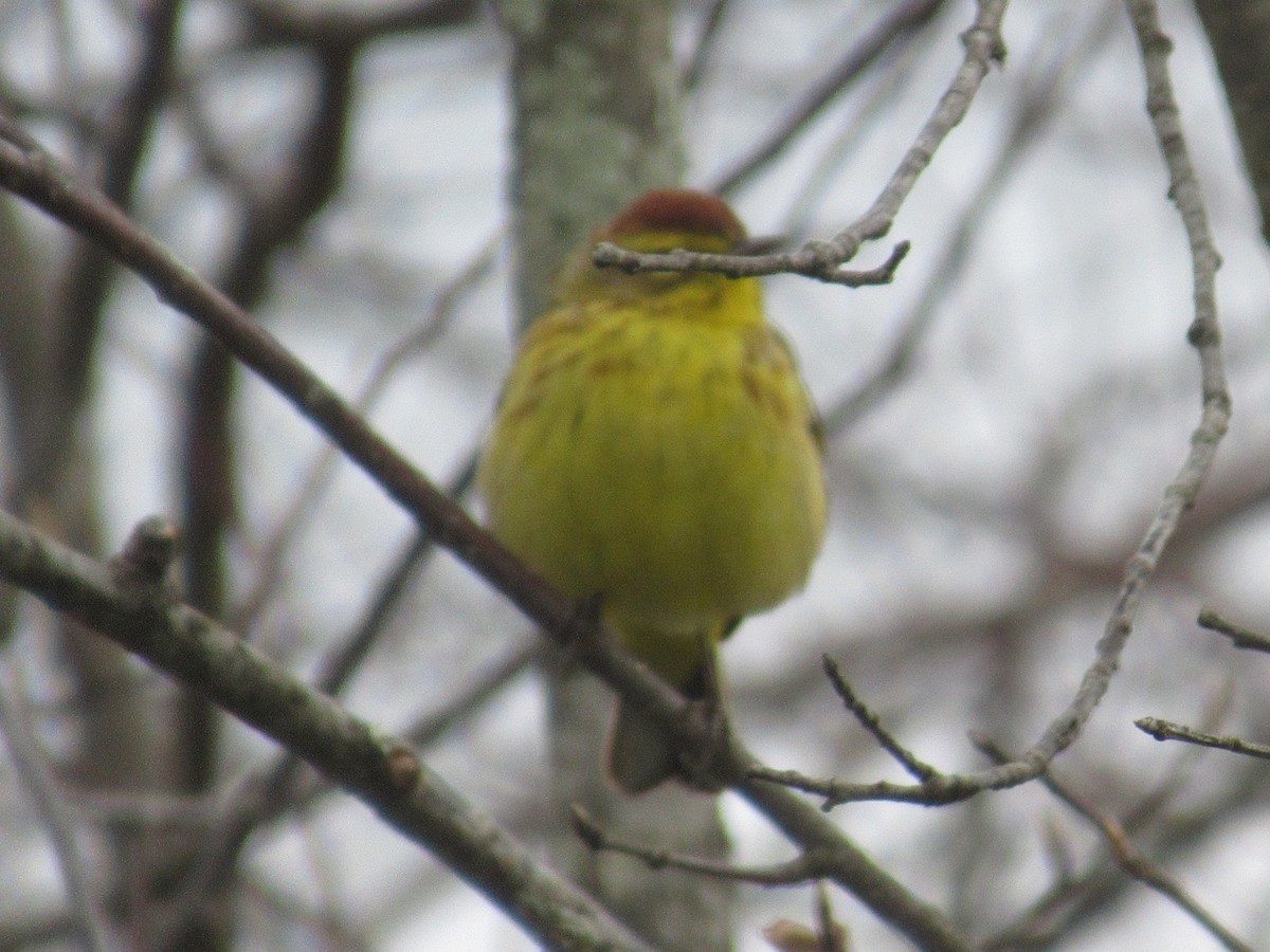 eBird Checklist - 13 Apr 2025 - Decker's Creek Trail--McKinney Cave Rd ...