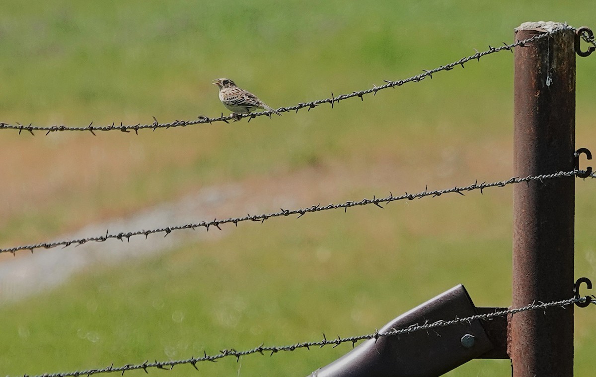 eBird Checklist - 13 Apr 2025 - Meiss Rd. - 18 species (+1 other taxa)