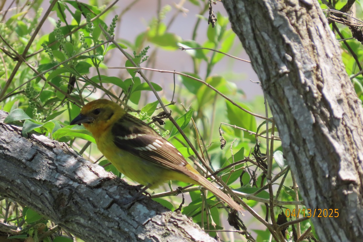eBird Checklist - 13 Apr 2025 - South Padre Is.--Birding and Nature ...