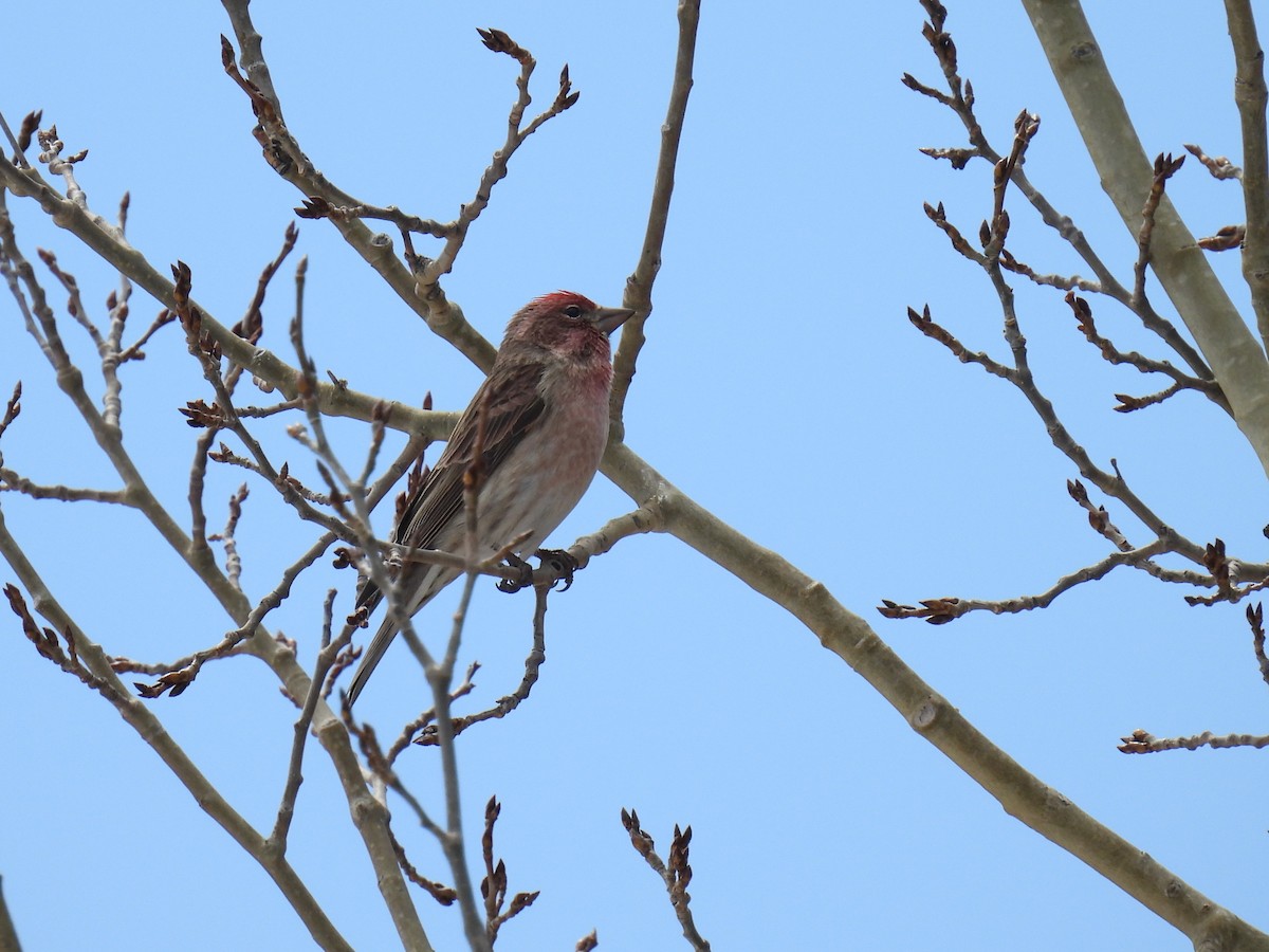 eBird Checklist - 12 Apr 2025 - State Forest SP--Moose Visitor Center ...