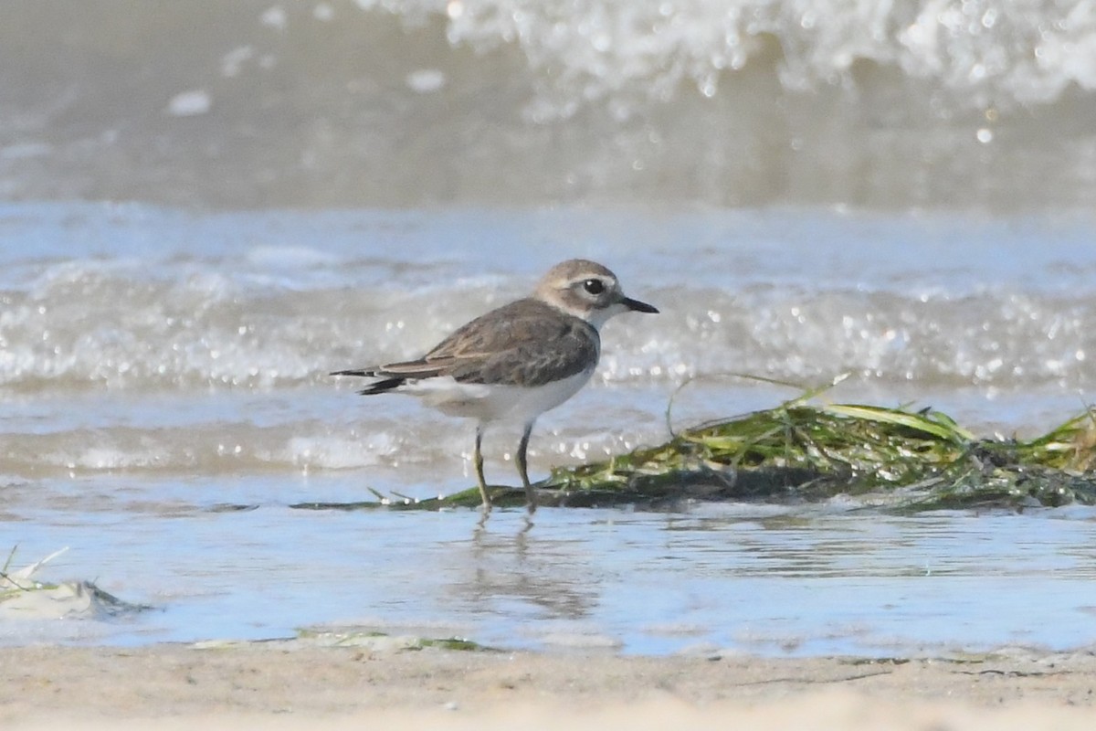 eBird Checklist - 14 Apr 2025 - Stockyard Point - 41 species