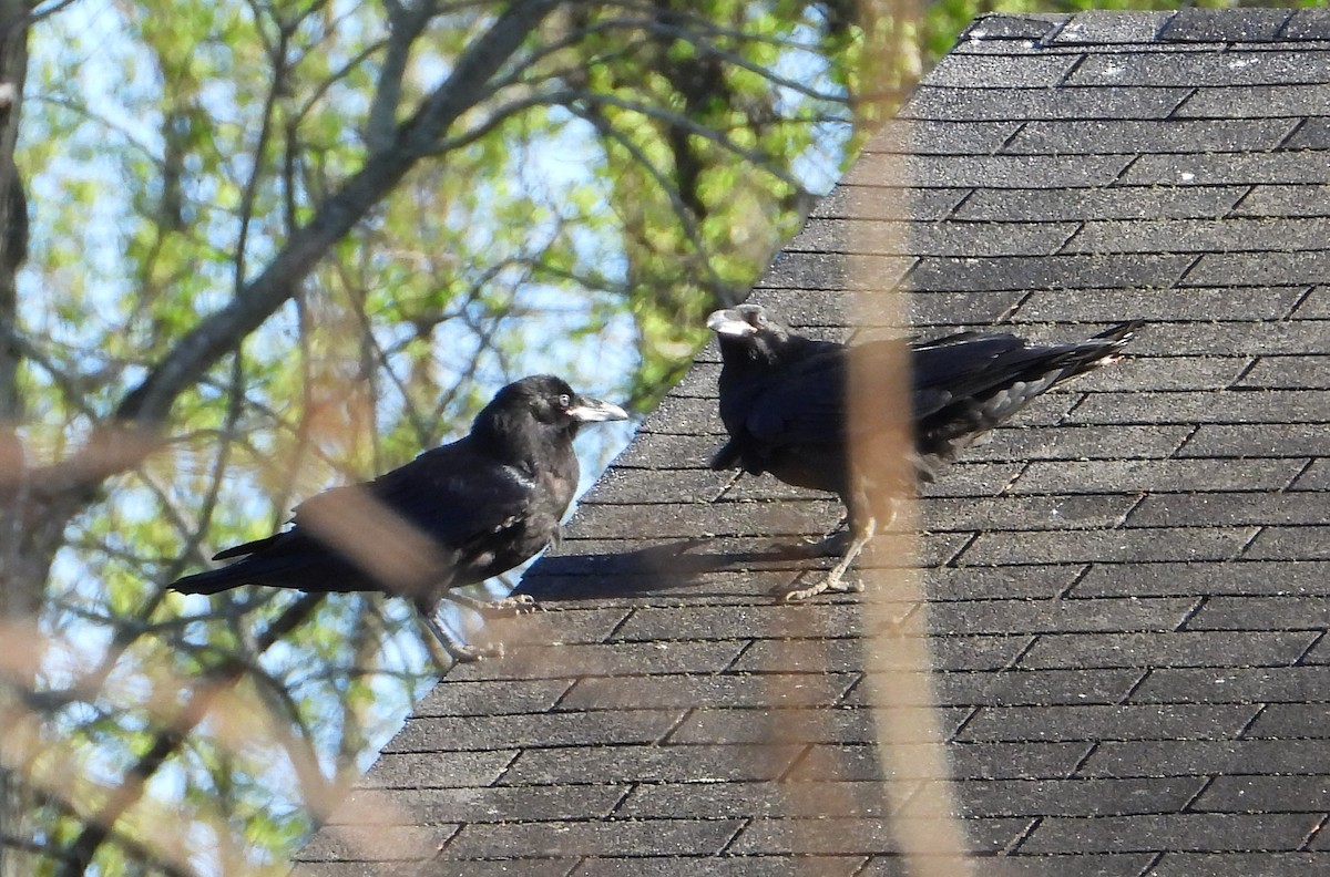 eBird Checklist - 13 Apr 2025 - Willcoxson Park Raven nest site - 19 ...