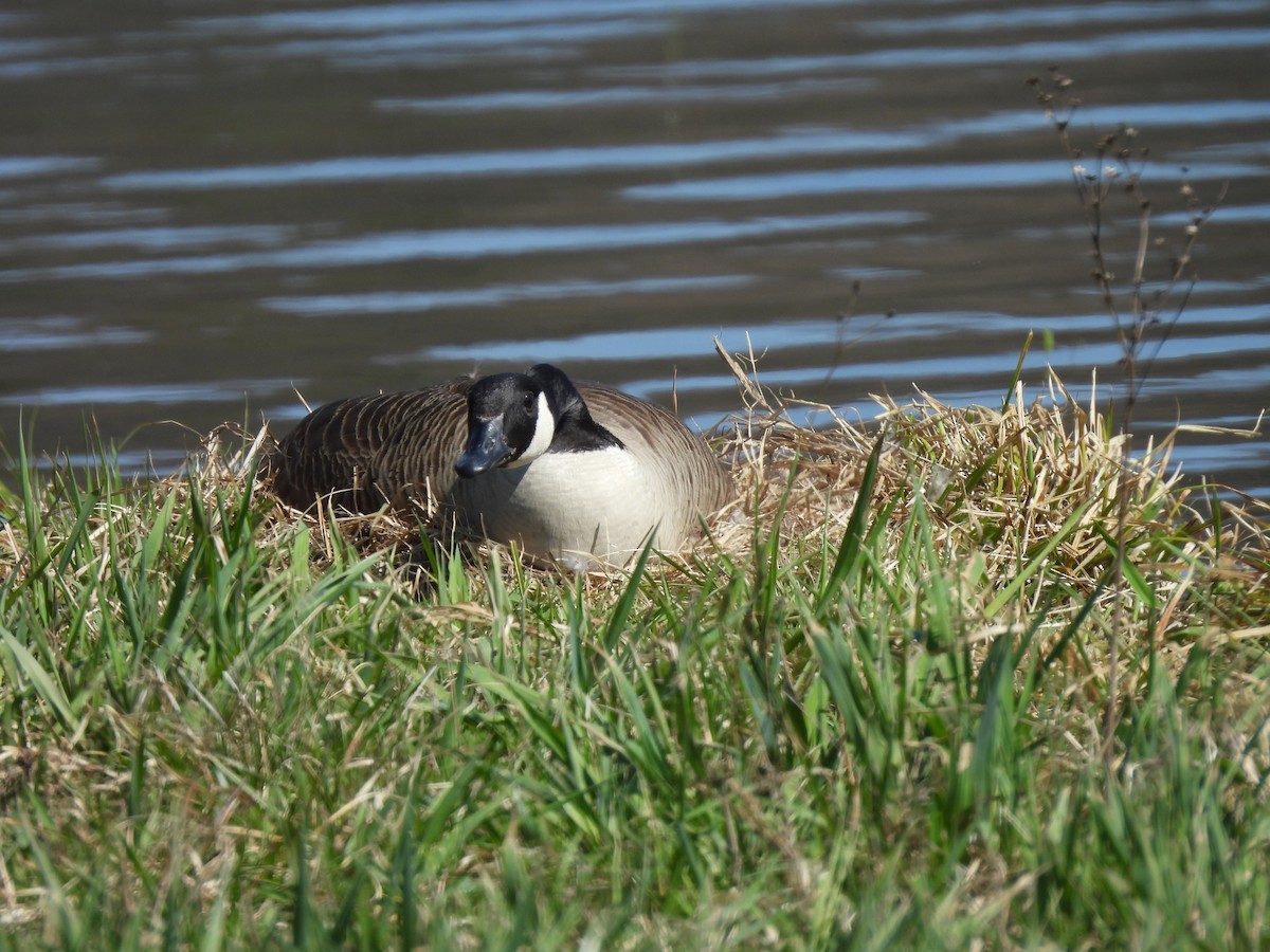 Pennsylvania Bird Atlas Checklist - 13 Apr 2025 - Donegal Lake - 28 ...