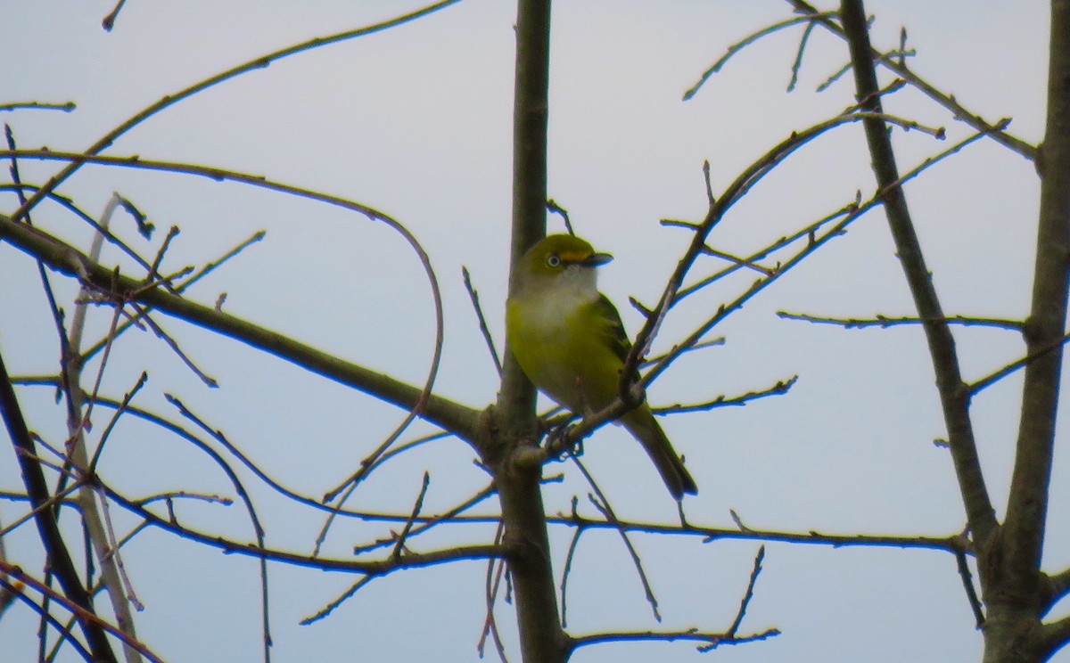 eBird Checklist - 14 Apr 2025 - Bristoe Station Battlefield - 45 species