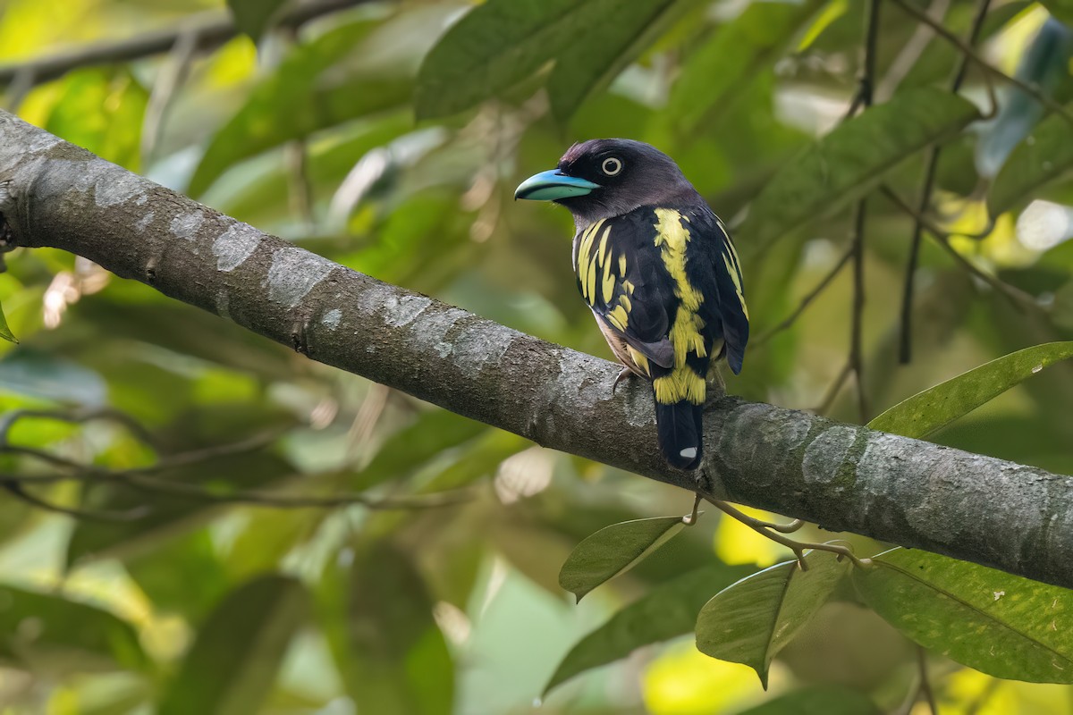 ML633718597 - Banded Broadbill - Macaulay Library