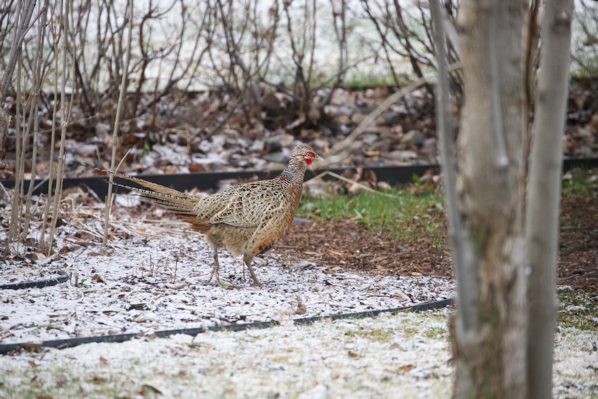 ML633718676 - Ring-necked Pheasant - Macaulay Library