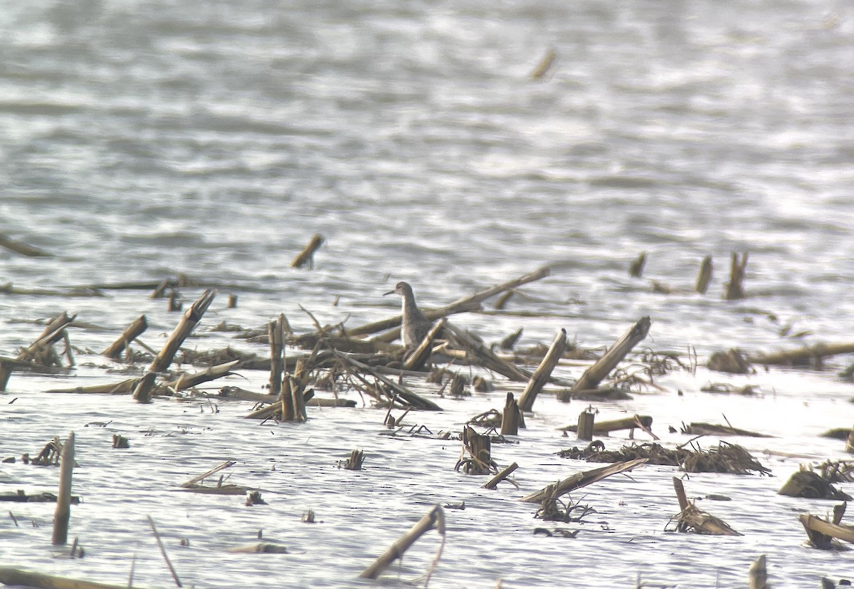 eBird Checklist - 14 Apr 2025 - 马场 (Ma Chang) - 59 species (+4 other taxa)