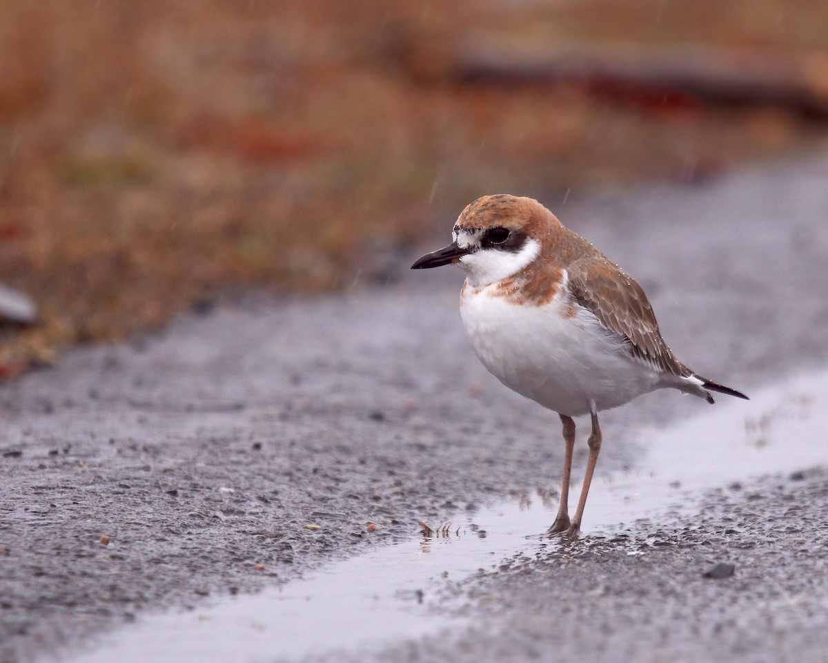 ML633731779 - Greater Sand-Plover - Macaulay Library