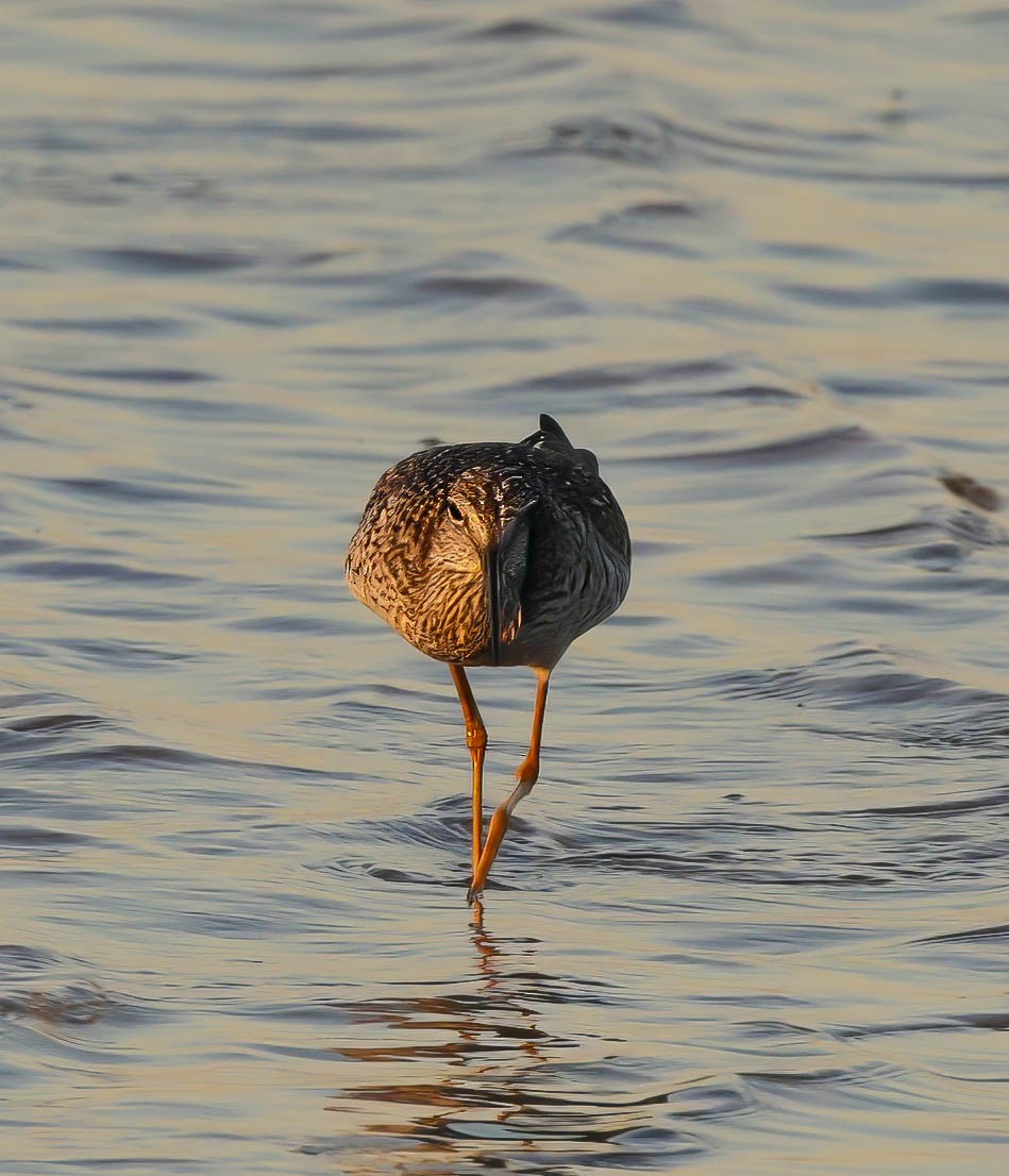 eBird Checklist - 14 Apr 2025 - Fred Howard County Park - 50 species ...