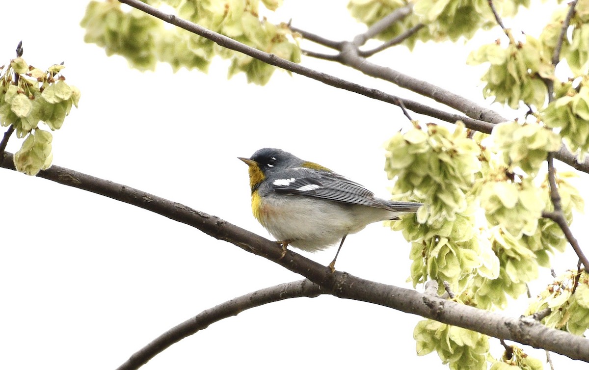 ML633740468 - Northern Parula - Macaulay Library