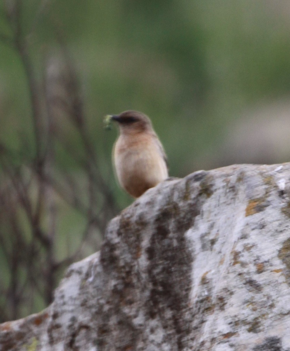 eBird Checklist - 5 Dec 2014 - Verloren Valei Birding Route(Birdlife ...