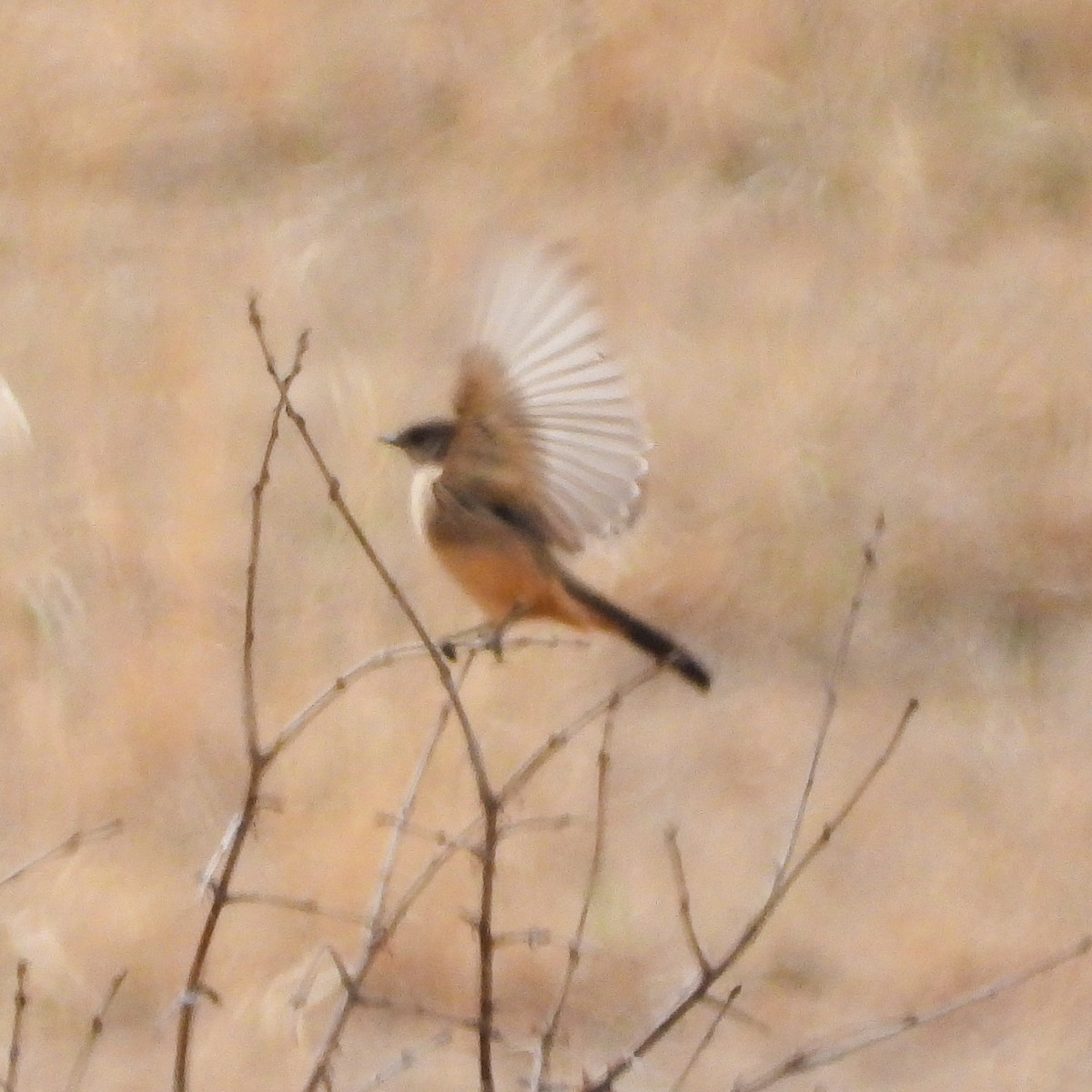 eBird Checklist - 12 Apr 2025 - Mound Spring Prairie - 7 species